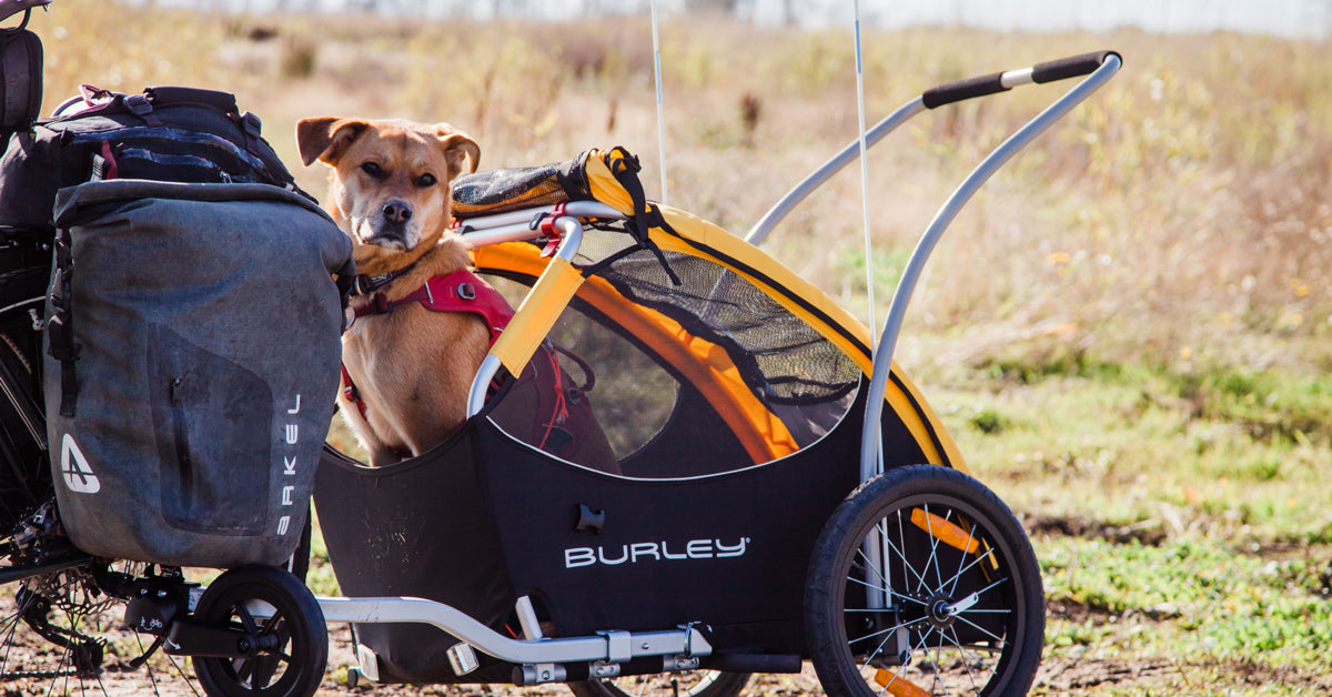 Burley Tail Wagon Pet Trailer – ERIK'S Bike Board & Ski